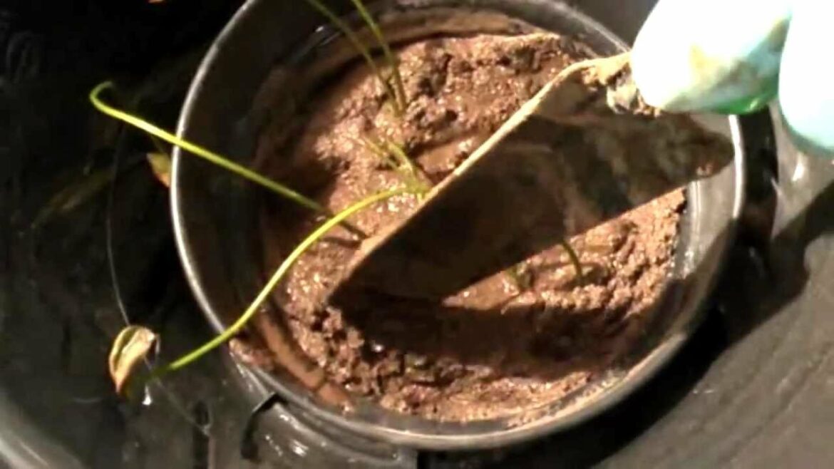 Comment faire pousser des fleurs à partir de graines ? – SOS Ordinateurs : Guides, Trucs ...