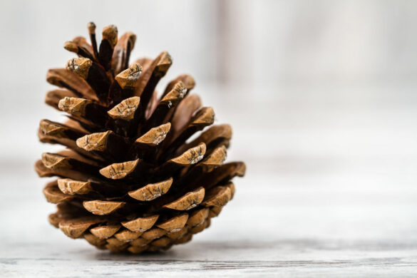 Quelle est la différence entre le pin et le sapin ? – SOS Ordinateurs : Guides, Trucs & Astuces ...
